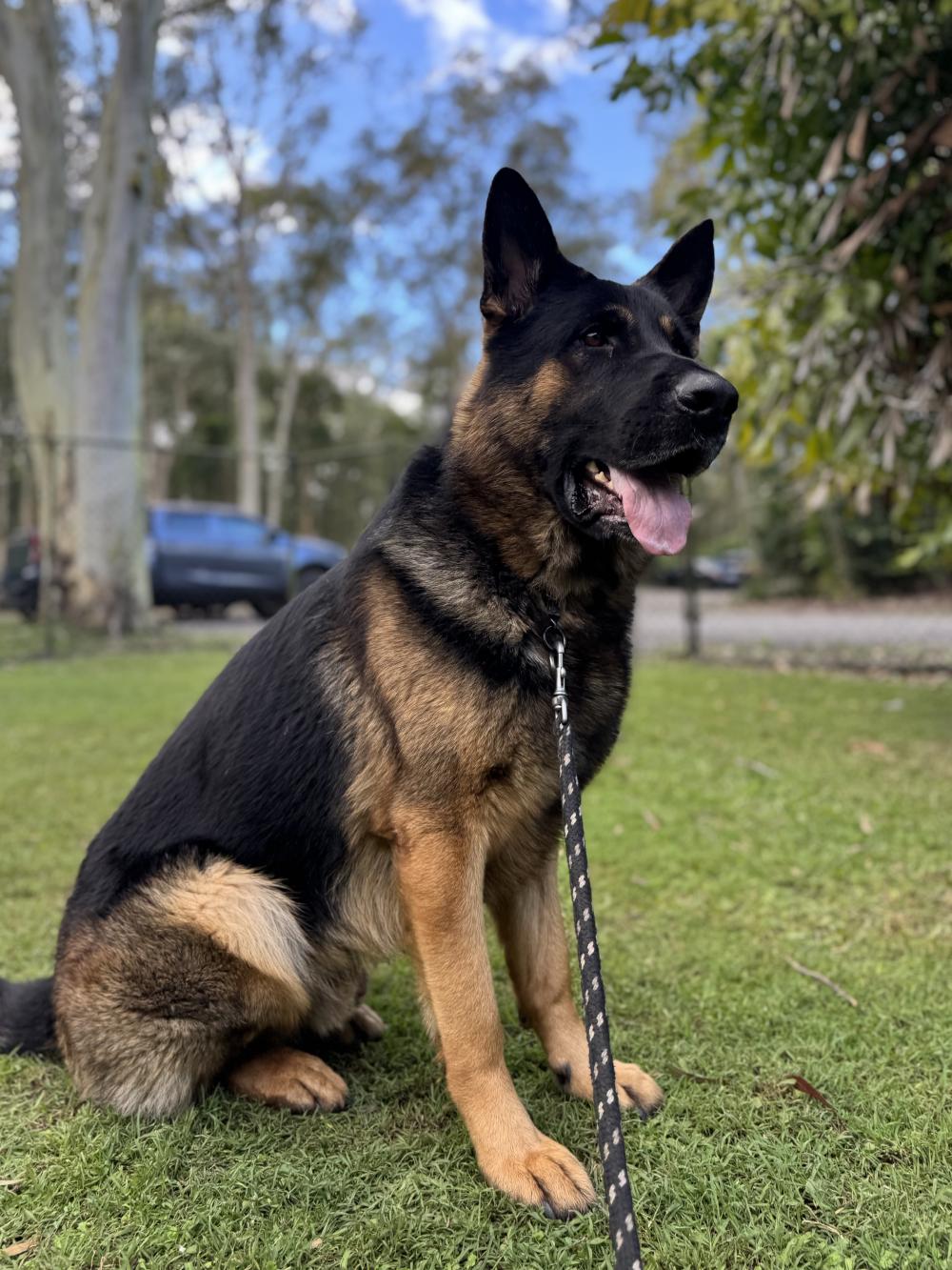 Albie - Family Protector | Alldogs Security