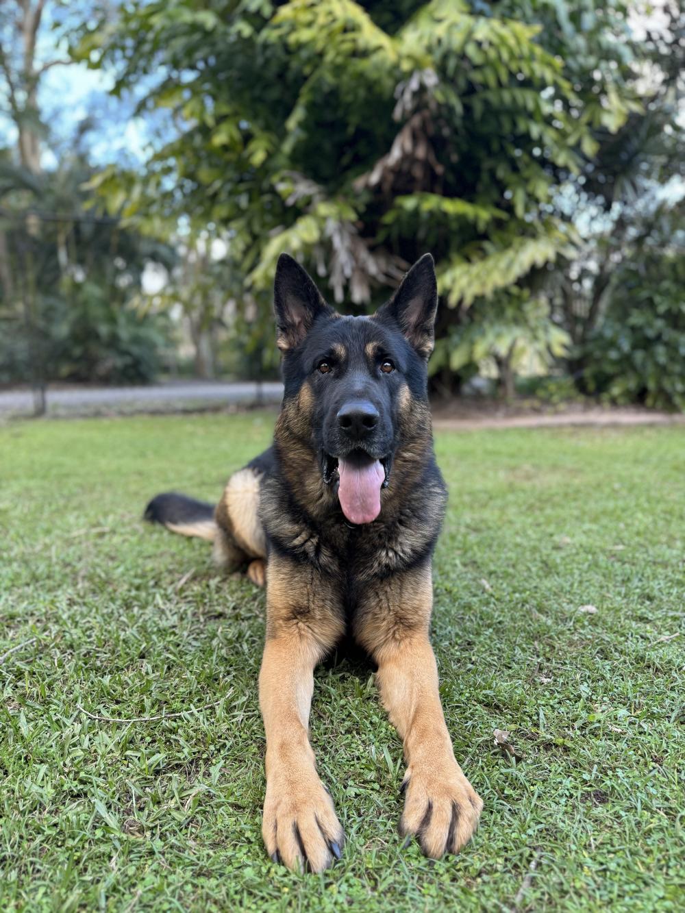 Albie - Family Protector | Alldogs Security