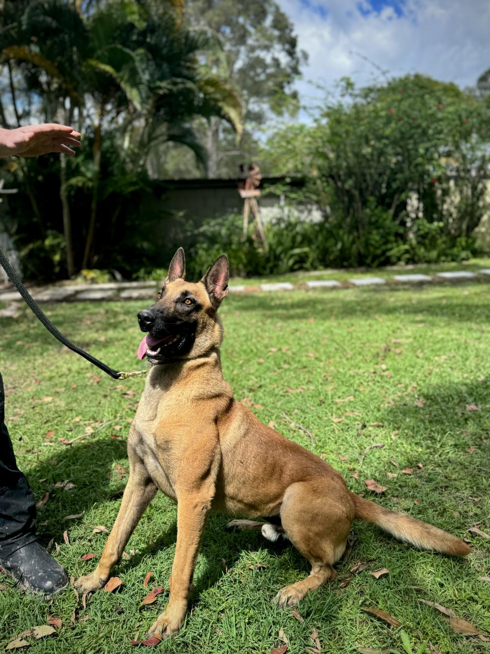 Venom the Belgian Malinois | Alldogs Security
